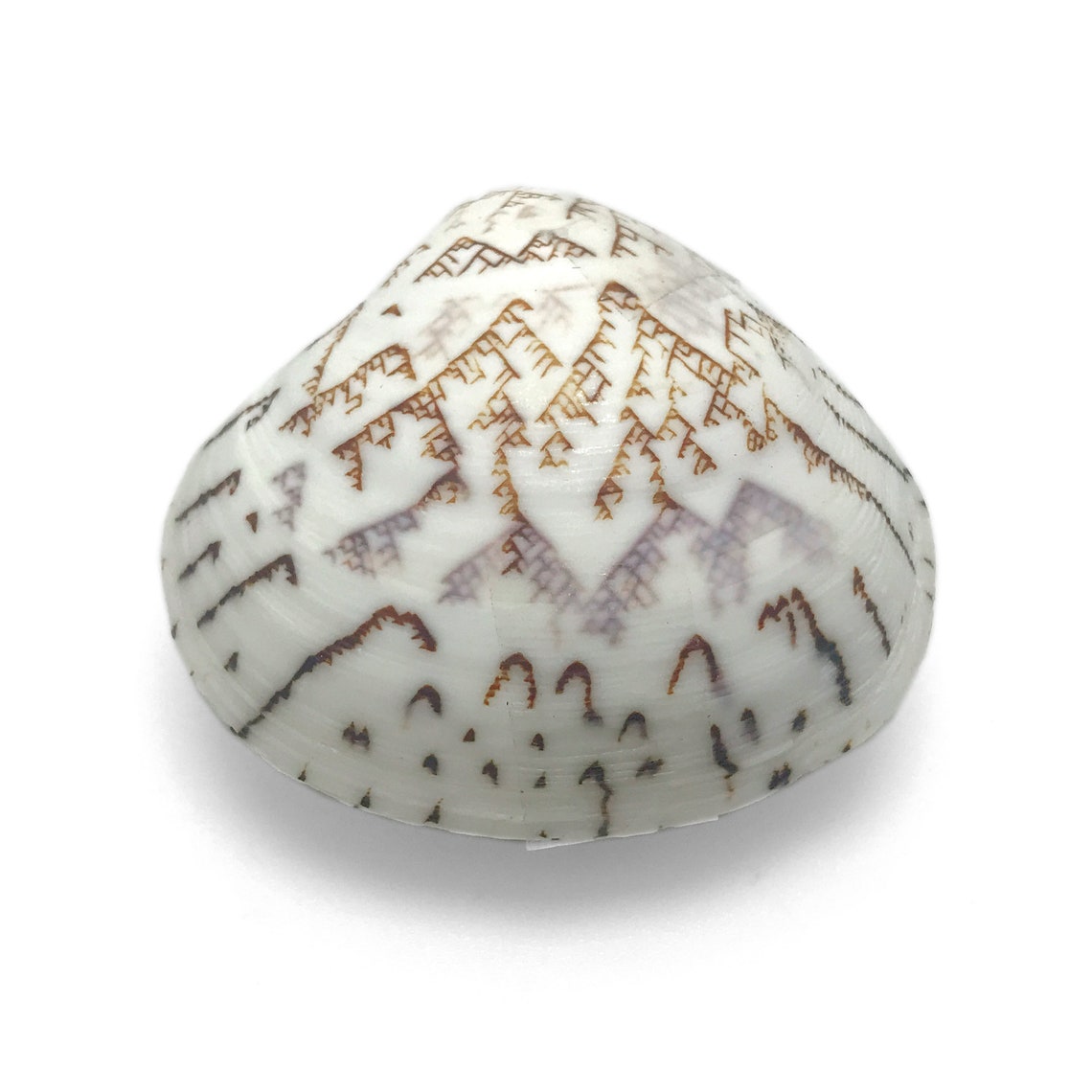 Zigzag Venus Clam Shell MATCHING PAIR Lioconcha Castrensis - Etsy