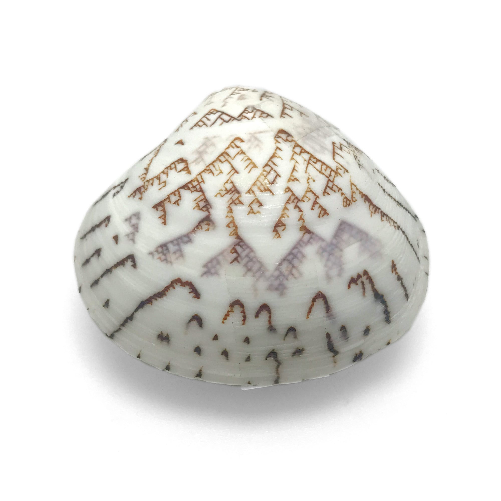 Zigzag Venus Clam Shell MATCHING PAIR Lioconcha Castrensis - Etsy