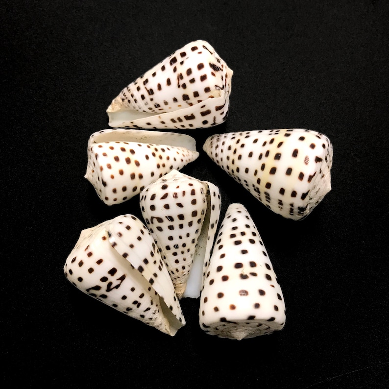 Ivory Cone Sea Shell Conus Eburneus Natural Display Specimen - Etsy