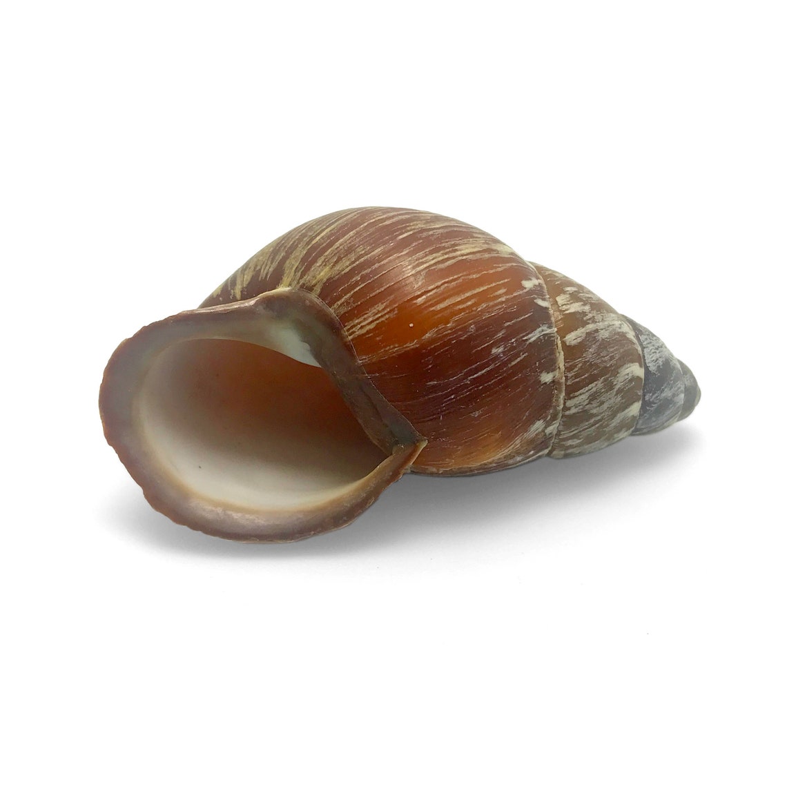 Chrysallis Chrysalidiformis Snail Shell Natural Display Specimen ...