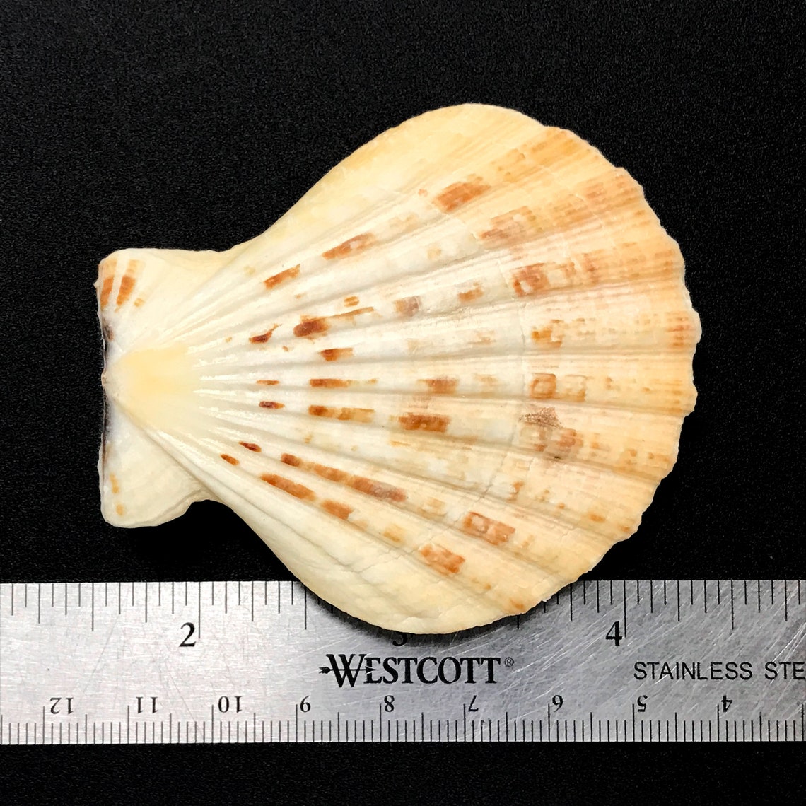 Flat Ribbed Scallop Sea Shell PAIR Decatopecten Radula Natural - Etsy