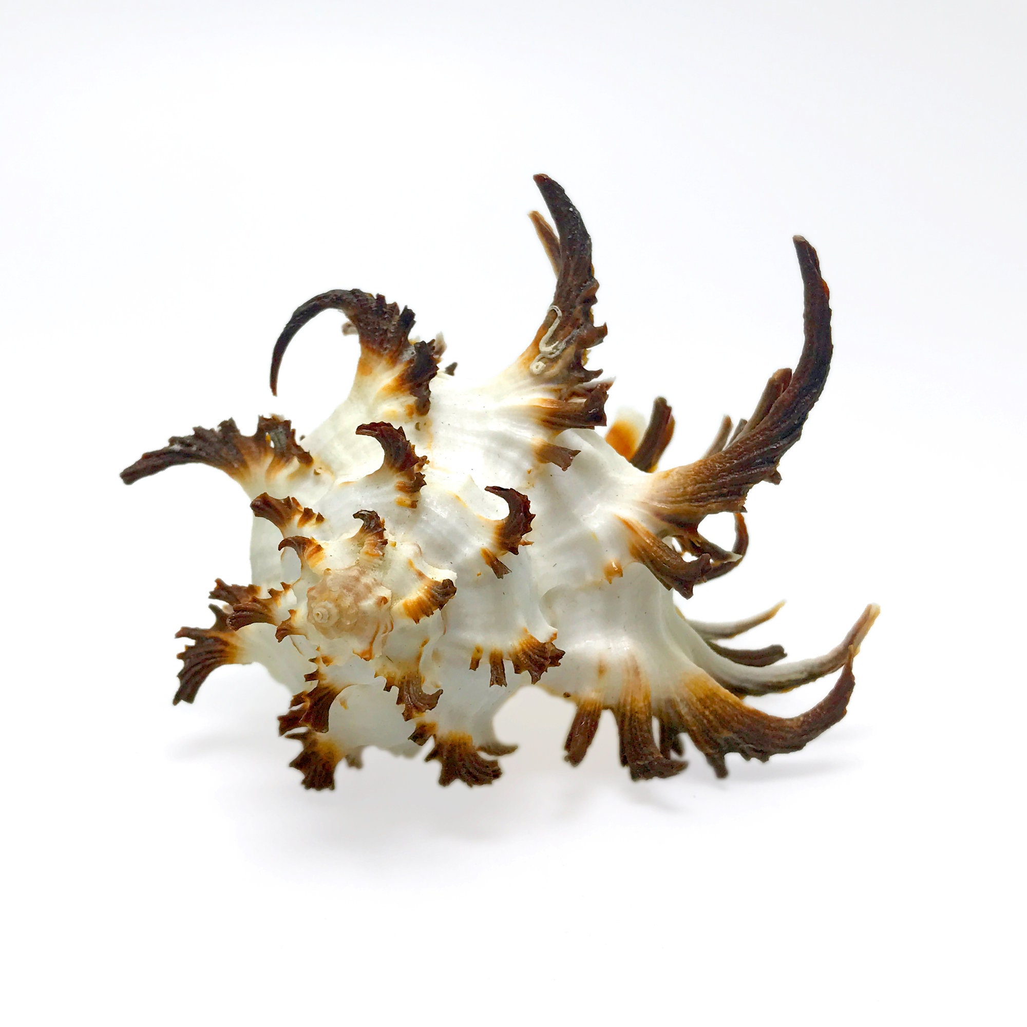 Endive Murex Sea Shell Hexaplex Cichoreum Natural Display - Etsy