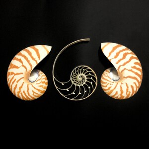 Centre Cut Chambered Nautilus Sea Shell Very Rare Natural Display ...