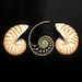 Centre Cut Chambered Nautilus Sea Shell Very Rare Natural Display ...