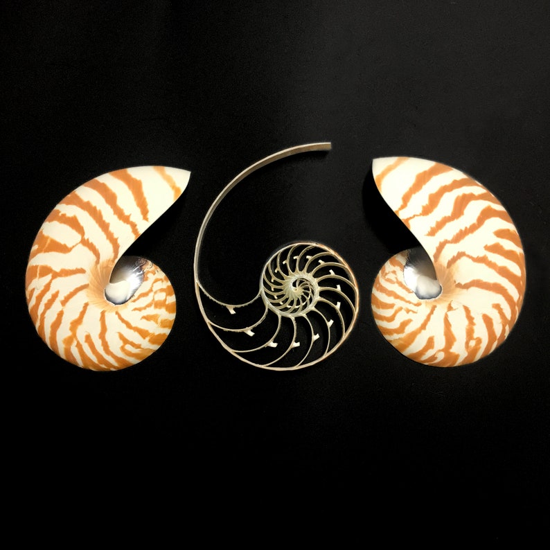 Centre Cut Chambered Nautilus Sea Shell Very Rare Natural Display ...