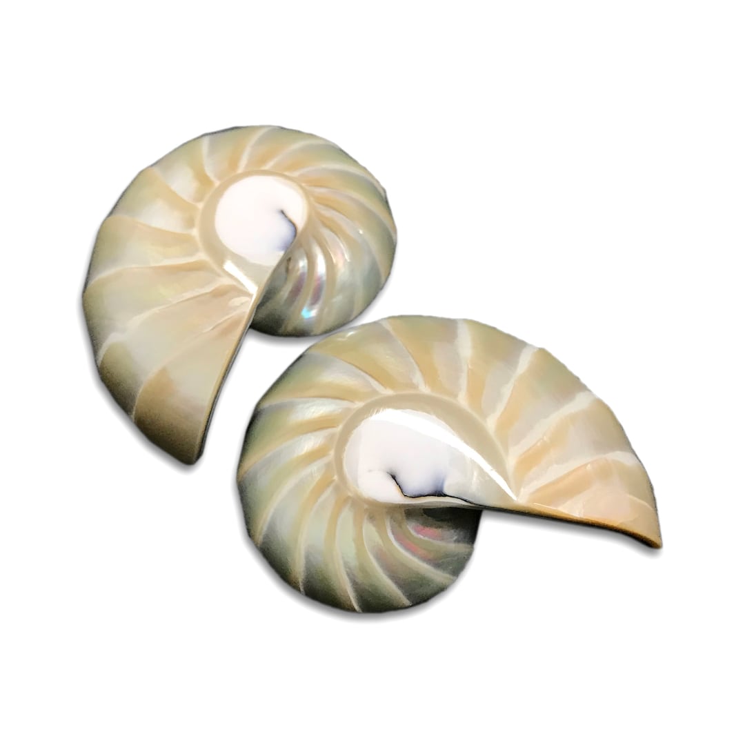 Tiger Eye Nautilus Pair Half Cut Grooved 40mm - 45mm Polished Cabochons ...