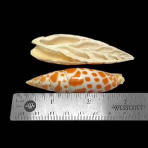 Split Orange & White Mitra Sea Shell Episcopal Miter Natural Display ...