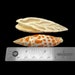 Split Orange & White Mitra Sea Shell Episcopal Miter Natural Display ...