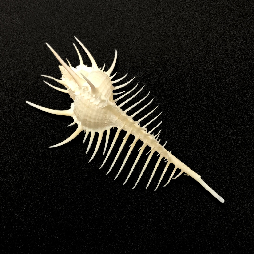 Venus Comb Murex Sea Shell Murex Pecten Natural Display Specimen Marine ...