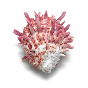 Purple Spiny Oyster Sea Shell Spondylus Squamosus Unique Natural ...