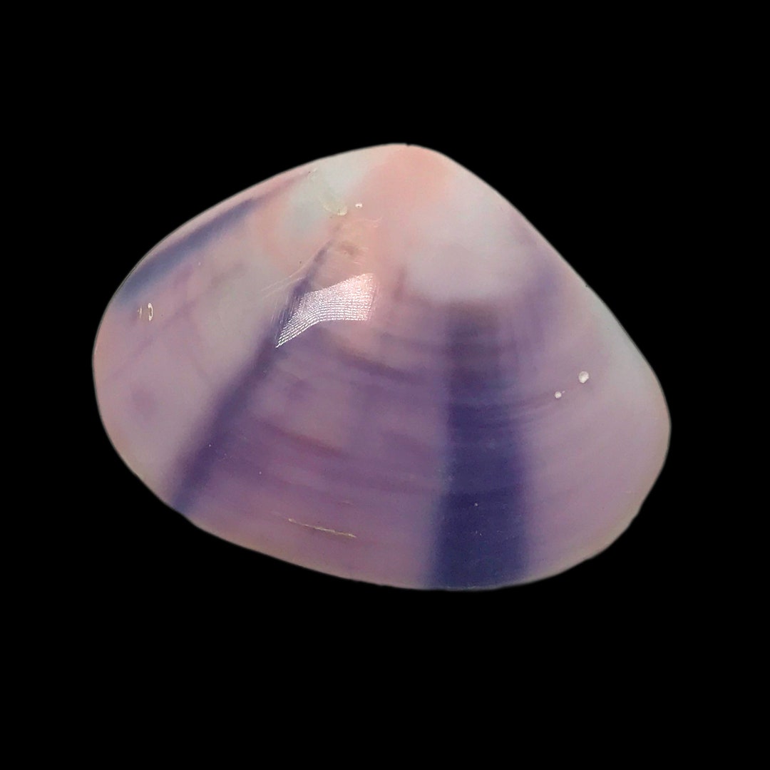 Purple Venus Clam Shell MATCHING PAIR Lajonkairia Lajonkairii Complete ...