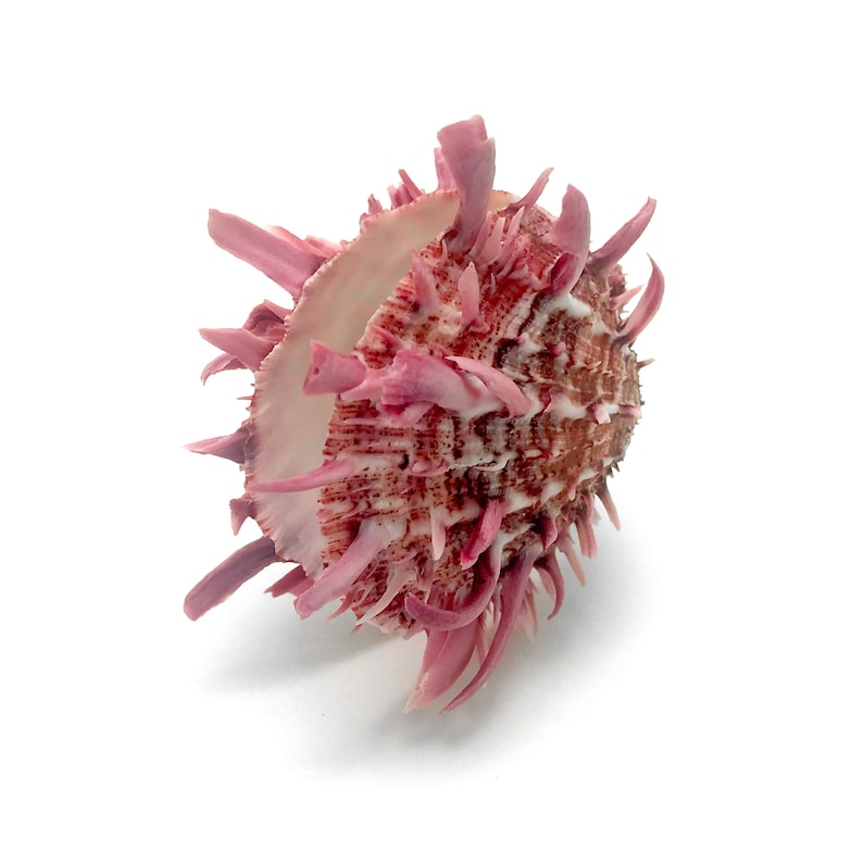 Purple Spiny Oyster Sea Shell Spondylus Squamosus Unique Natural ...