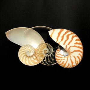 Centre Cut Chambered Nautilus Sea Shell Very Rare Natural Display ...