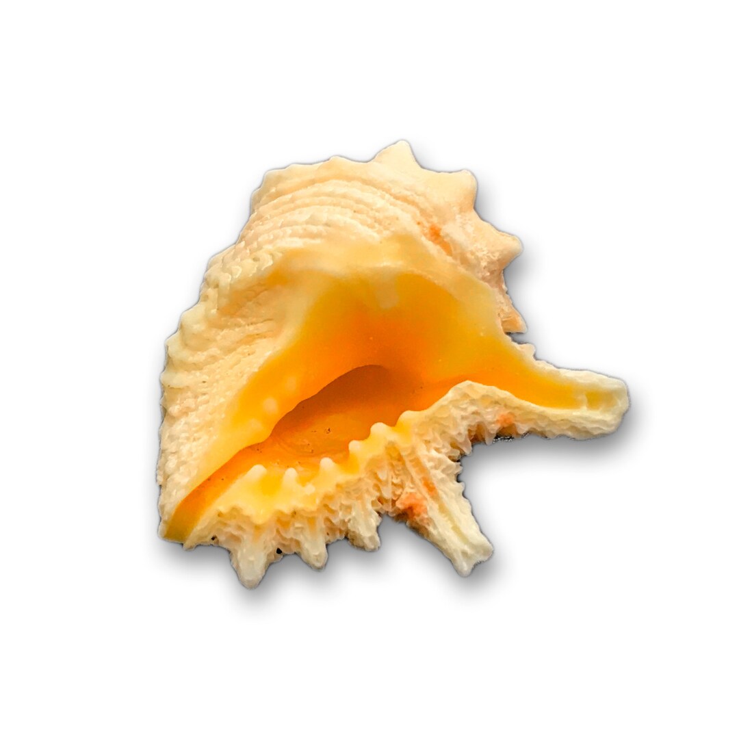 Mini Murex Orange Finger Drupe Sea Shell Drupina Grossularia Natural ...