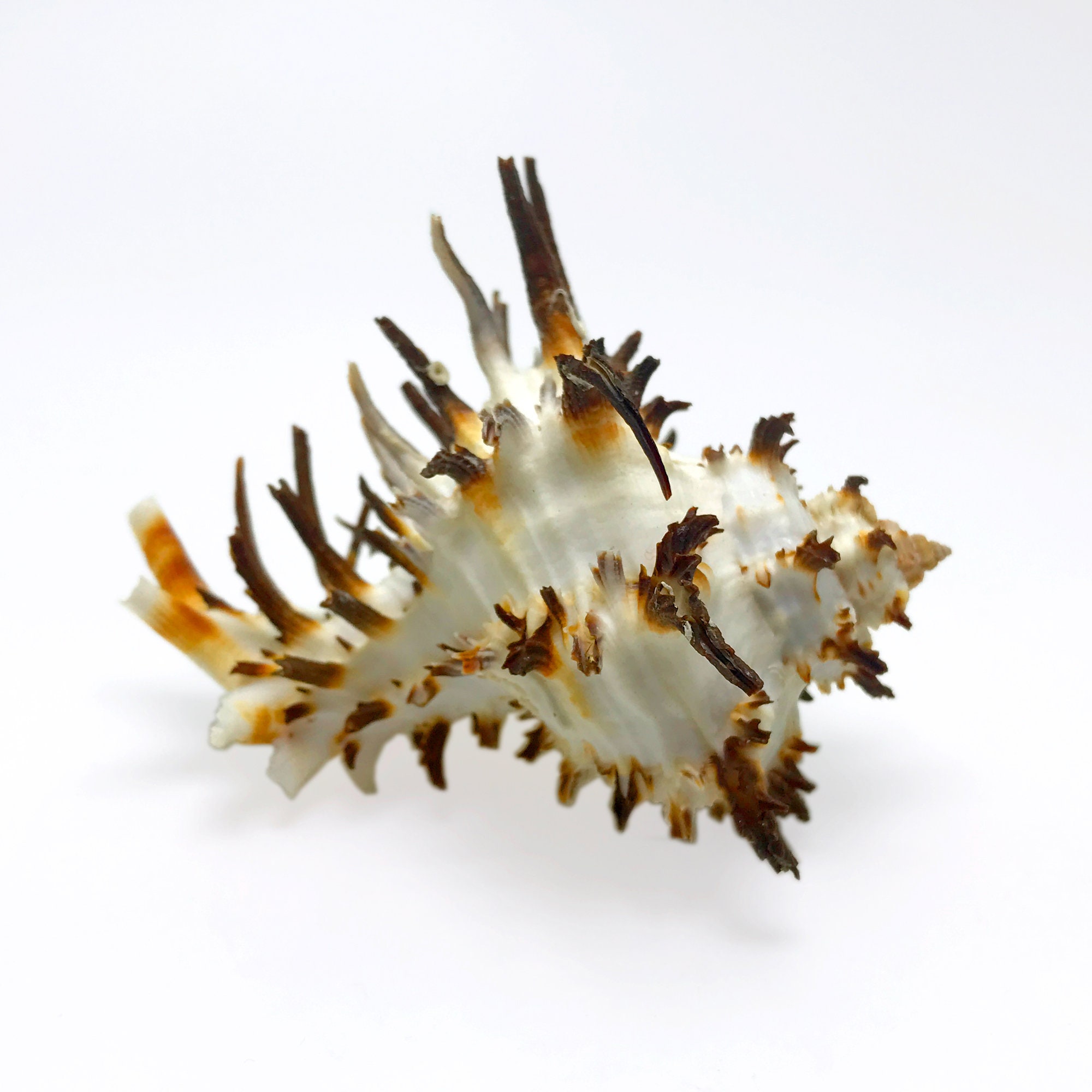 Endive Murex Sea Shell Hexaplex Cichoreum Natural Display - Etsy