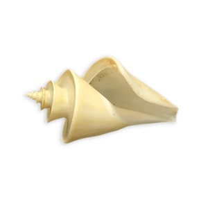 Thatcheria Mirabilis Sea Shell Japanese Wonder Shell Natural Display ...