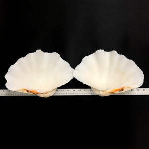 Extra Large Giant Clam Shell MATCHING PAIR Very Very Rare Unique Real ...