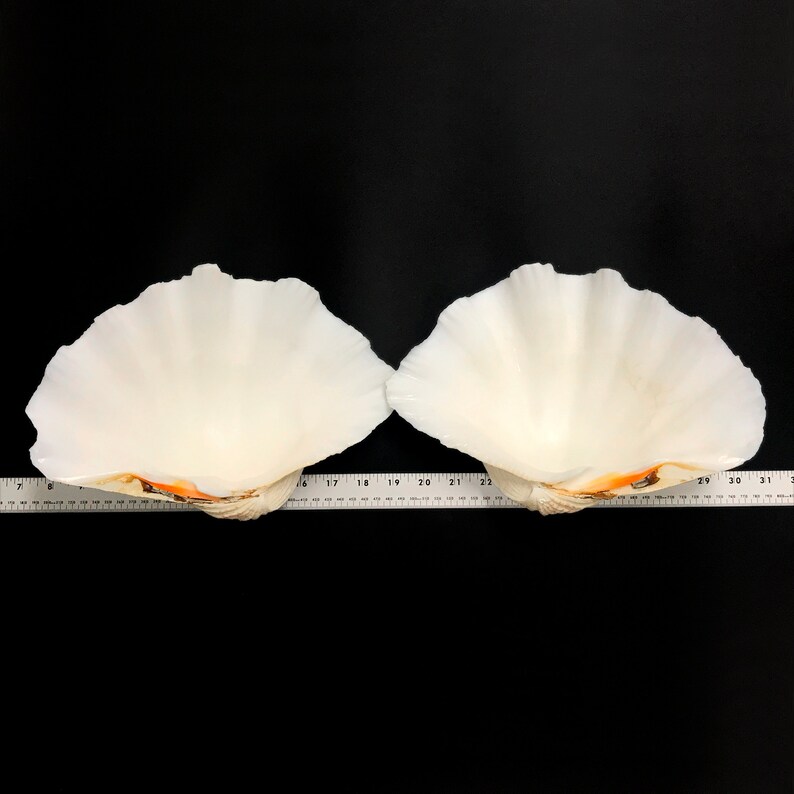 Extra Large Giant Clam Shell MATCHING PAIR Very Very Rare - Etsy