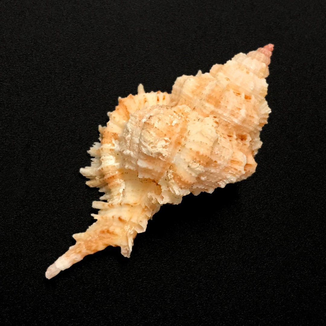 The Superb Murex Sea Shell Chicomurex Superbus Natural Display Specimen ...