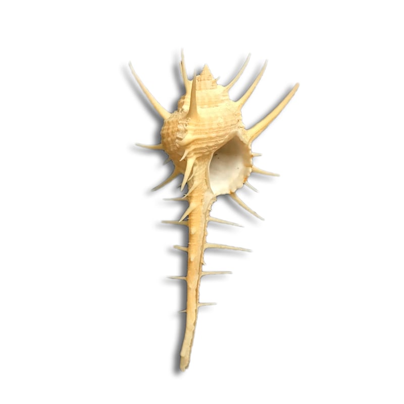 Murex Shell - Etsy