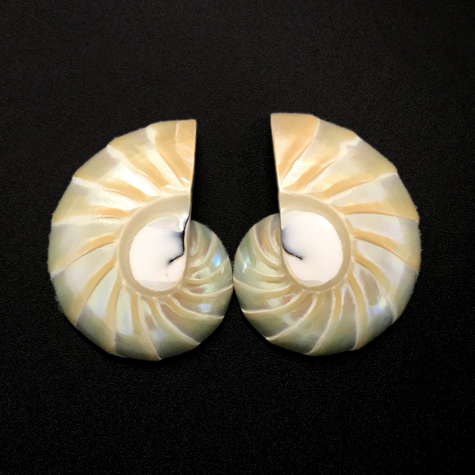 Nautilus Tiger Eye Half Cut Grooved Pair 40mm - 45mm Polished Cabochons ...