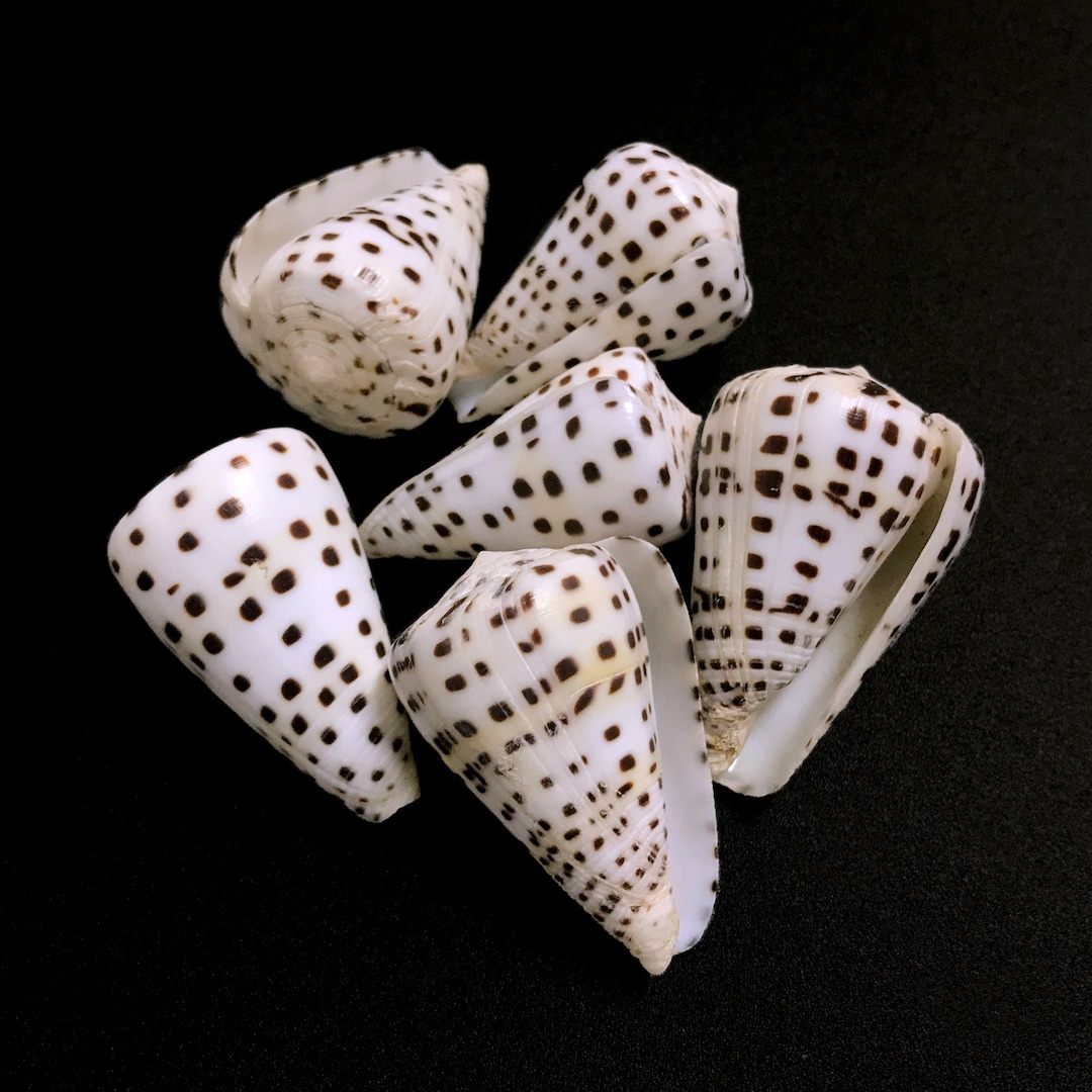 Ivory Cone Sea Shell Conus Eburneus Natural Display Specimen Marine ...