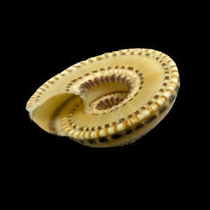 Sundial Perspective Sea Shell Architectonica Perspectiva Natural ...