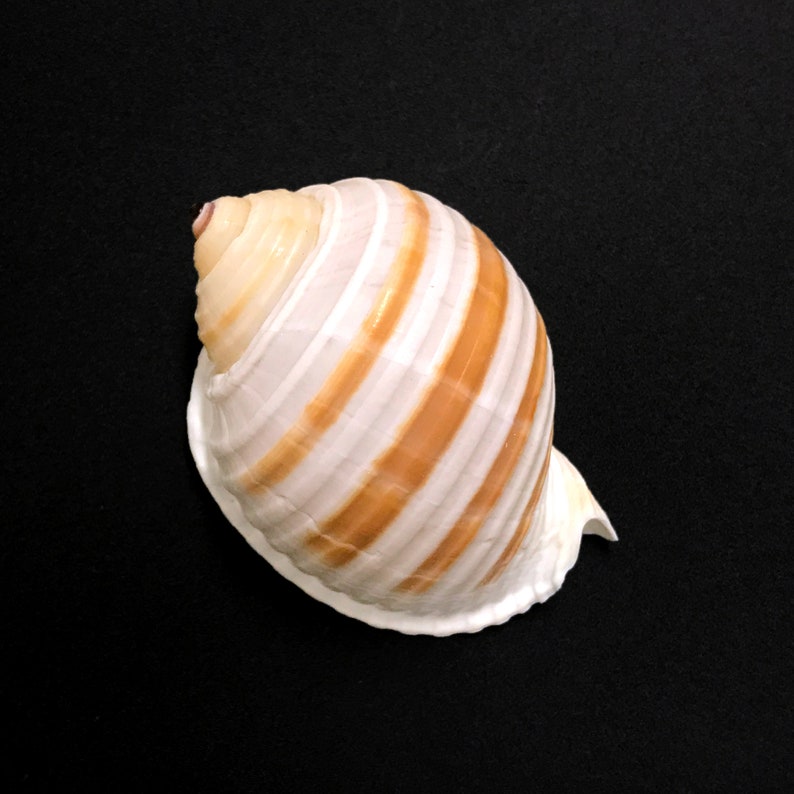 Banded Tun Sea Shell Tonna Sulcosa Natural Display Specimen Marine ...