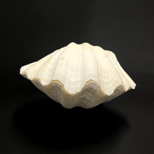 Large Horse Hoof Clam Shell MATCHING PAIR Hippopus Hippopus Unique Rare ...