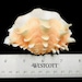 Tridacna Clam Shell Small Fancy Unique Sea Shell Decorative Display ...