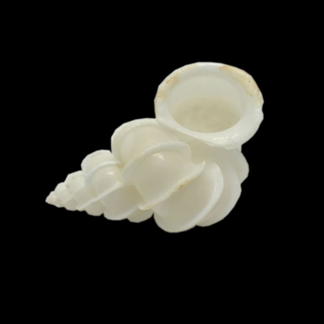Epitonium Scalare Sea Shell Precious Wentletrap Natural Display ...