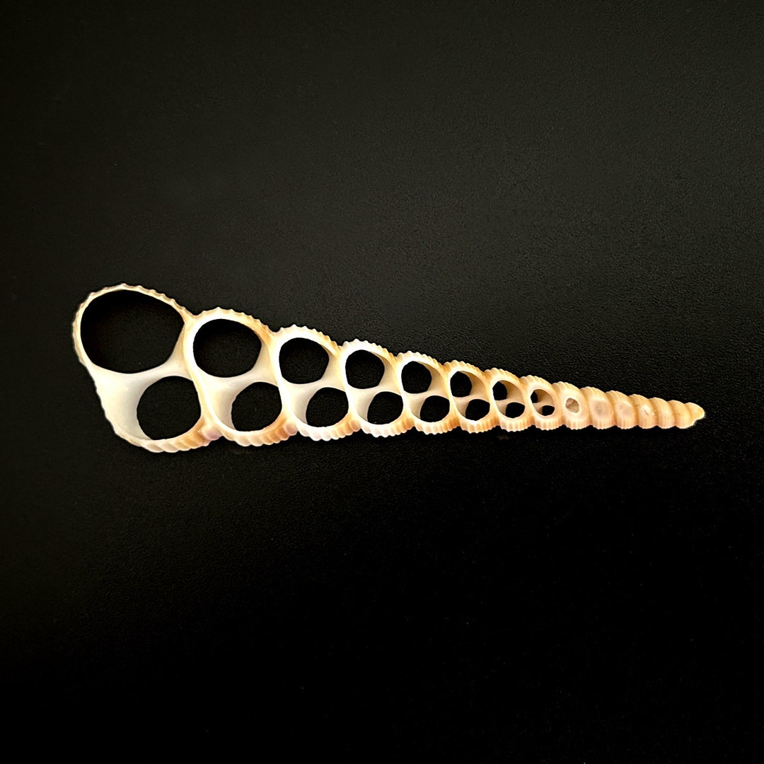 Auger Screw Sea Shell Center Slice Turritella Terebra Shell Natural ...