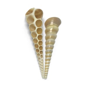 Split Auger Screw Sea Shell Turritella Terebra Tower Shell Natural ...