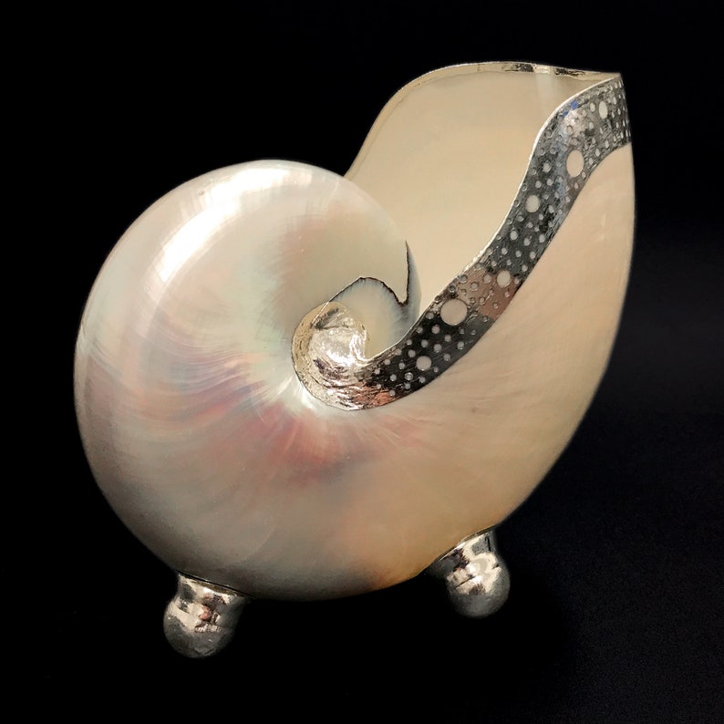 Silver Gilded Pearlized Chambered Nautilus Sea Shell With Display Stand ...
