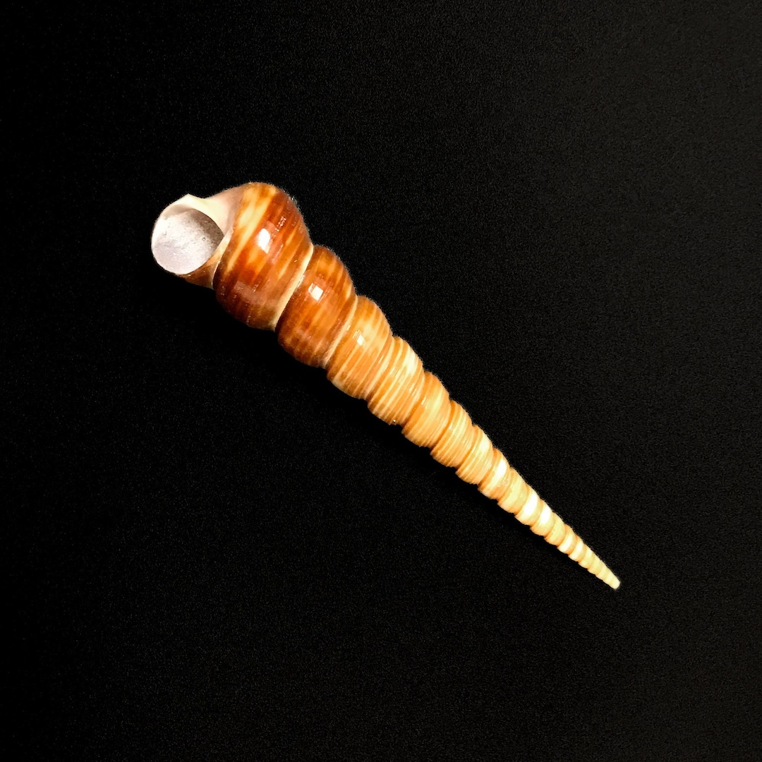 Auger Screw Sea Shell Turritella Terebra Tower Screw Shell Natural ...