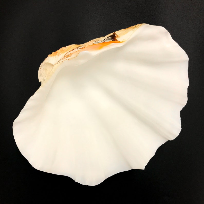 Extra Large Giant Clam Shell Half Very Rare Unique Real Sea - Etsy