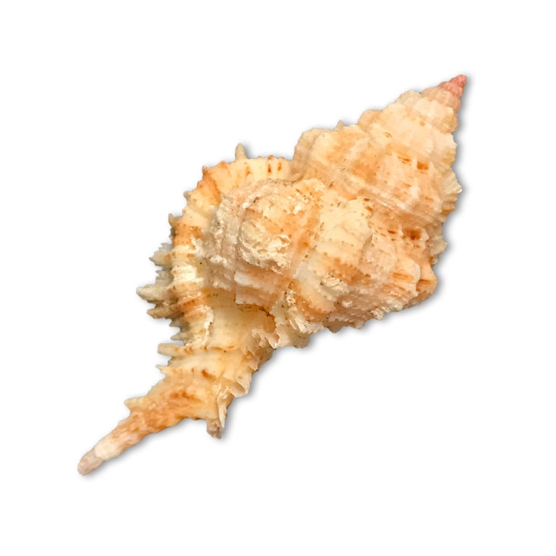 Superb Murex Sea Shell Chicomurex Superbus Natural Display Specimen ...