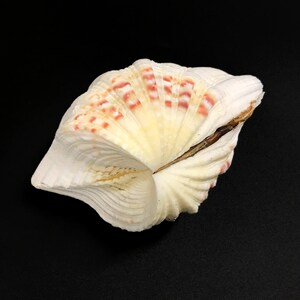 Large Horse Hoof Clam Shell MATCHING PAIR Hippopus Hippopus Unique Rare ...