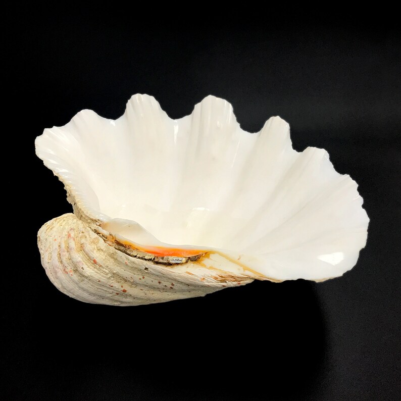 Extra Large Giant Clam Shell Half Very Rare Unique Real Sea Shell ...