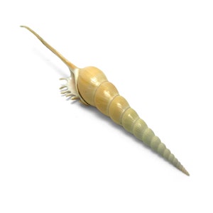 Spindle Tibia Sea Shell Shinbone Tibia Fusus Natural Display Specimen ...