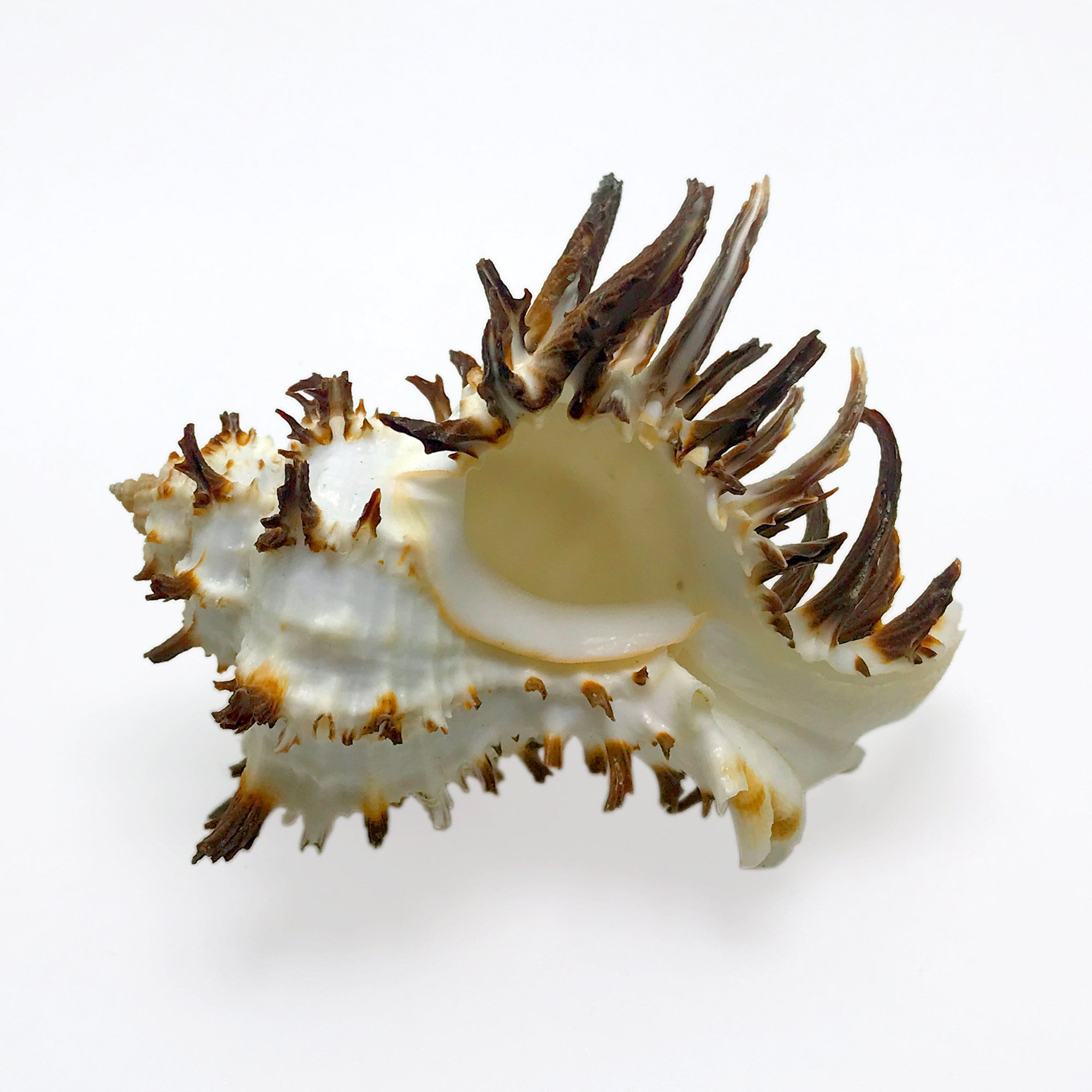 Endive Murex Sea Shell Hexaplex Cichoreum Natural Display - Etsy