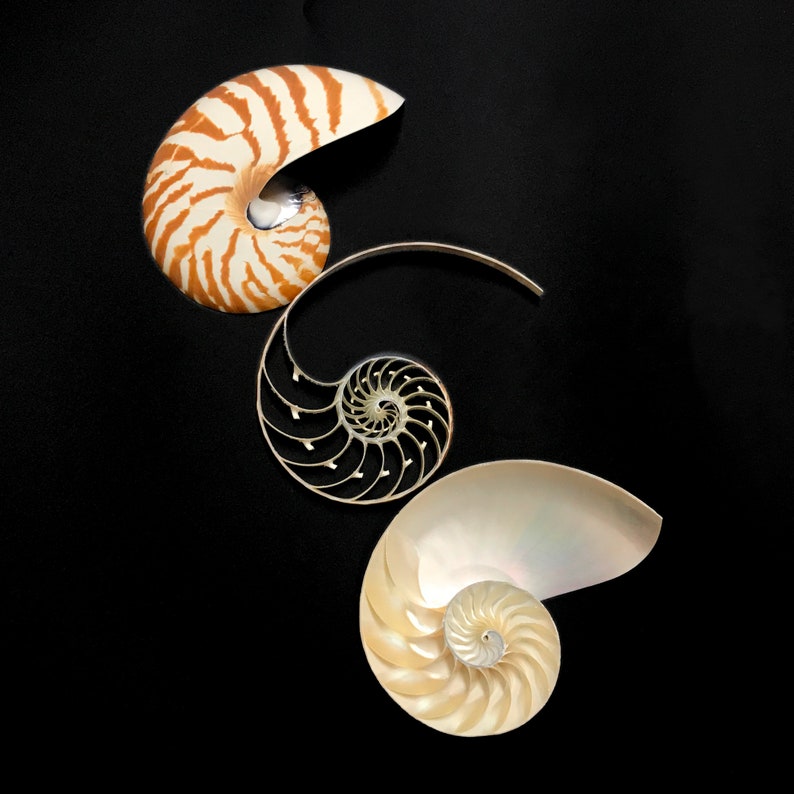 Centre Cut Chambered Nautilus Sea Shell Very Rare Natural Display ...