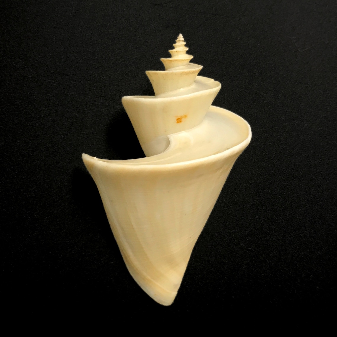 Japanese Wonder Sea Shell Thatcheria Mirabilis Natural Display - Etsy