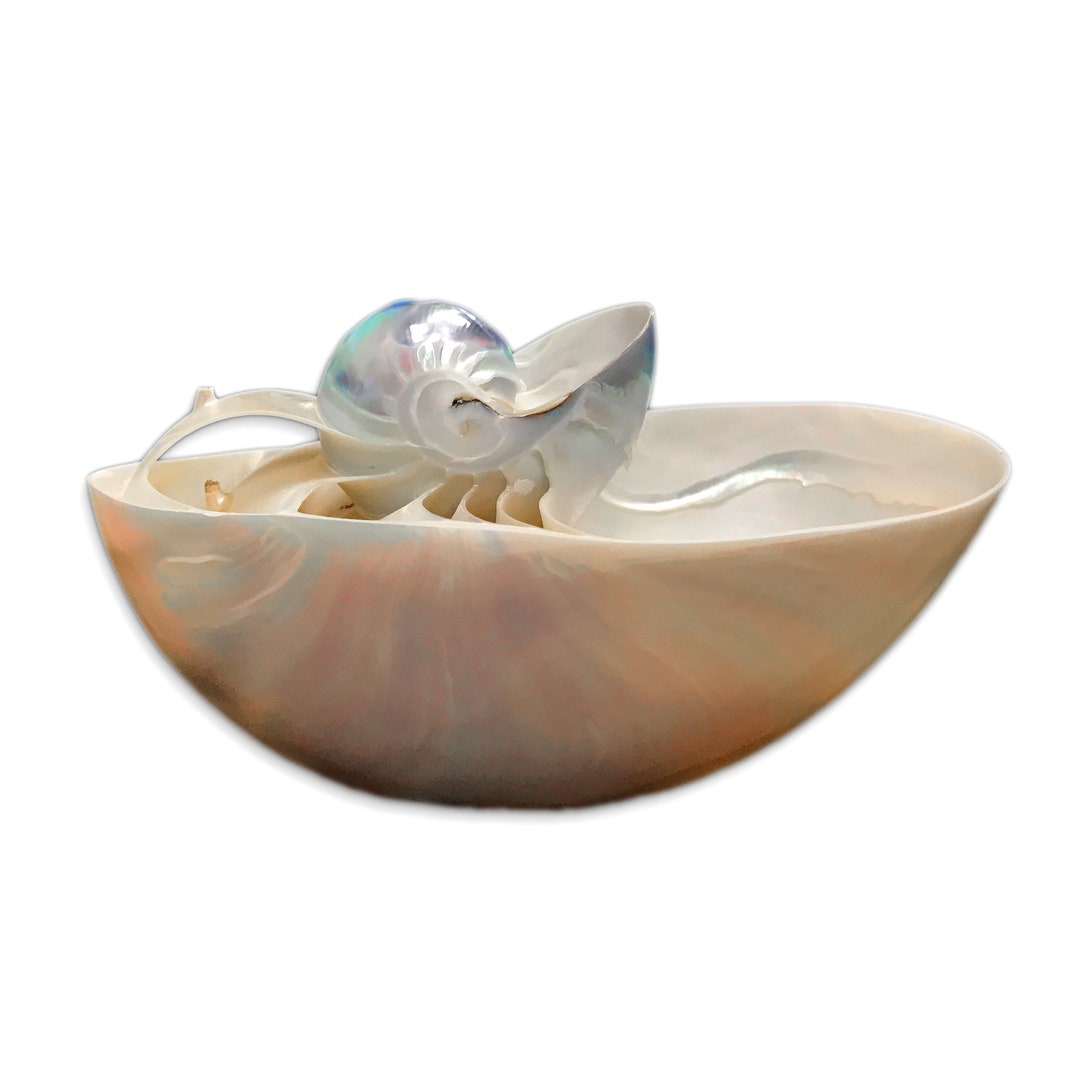 Pearly Nautilus Shell Boat Hand Carved Vintage Pearlized Nautilus Sea ...
