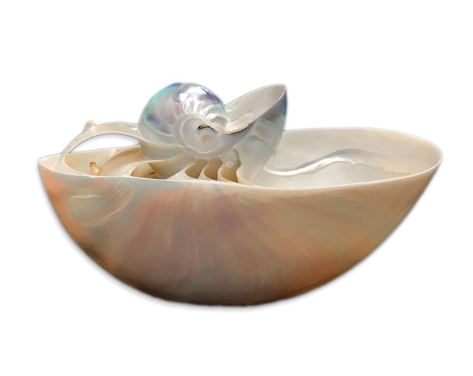 Natural 5inch Nautilus Sea Shell Mounted on a Vintage Ornate Gold and ...
