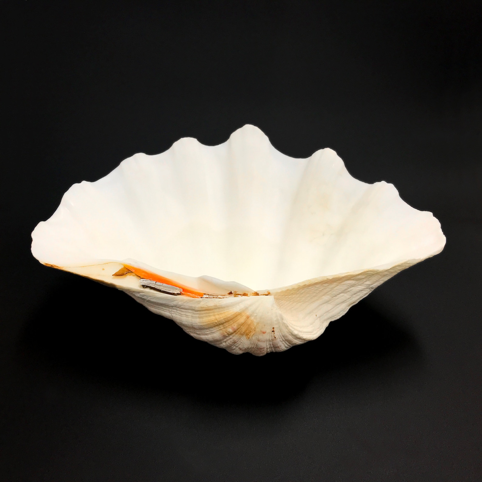 Extra Large Giant Clam Shell Half Very Rare Unique Real Sea Shell ...