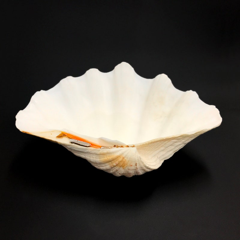 Clam Shell - Etsy