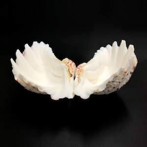 Extra Large Horse Hoof Clam Shell MATCHING PAIR Hippopus Hippopus ...