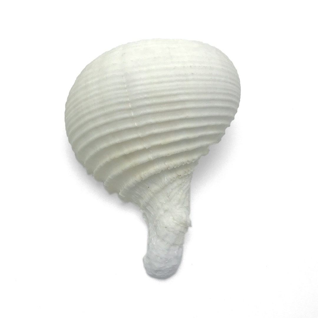 Paper Rapa Sea Shell Rapa Rapa Murex Natural Display Specimen Marine ...