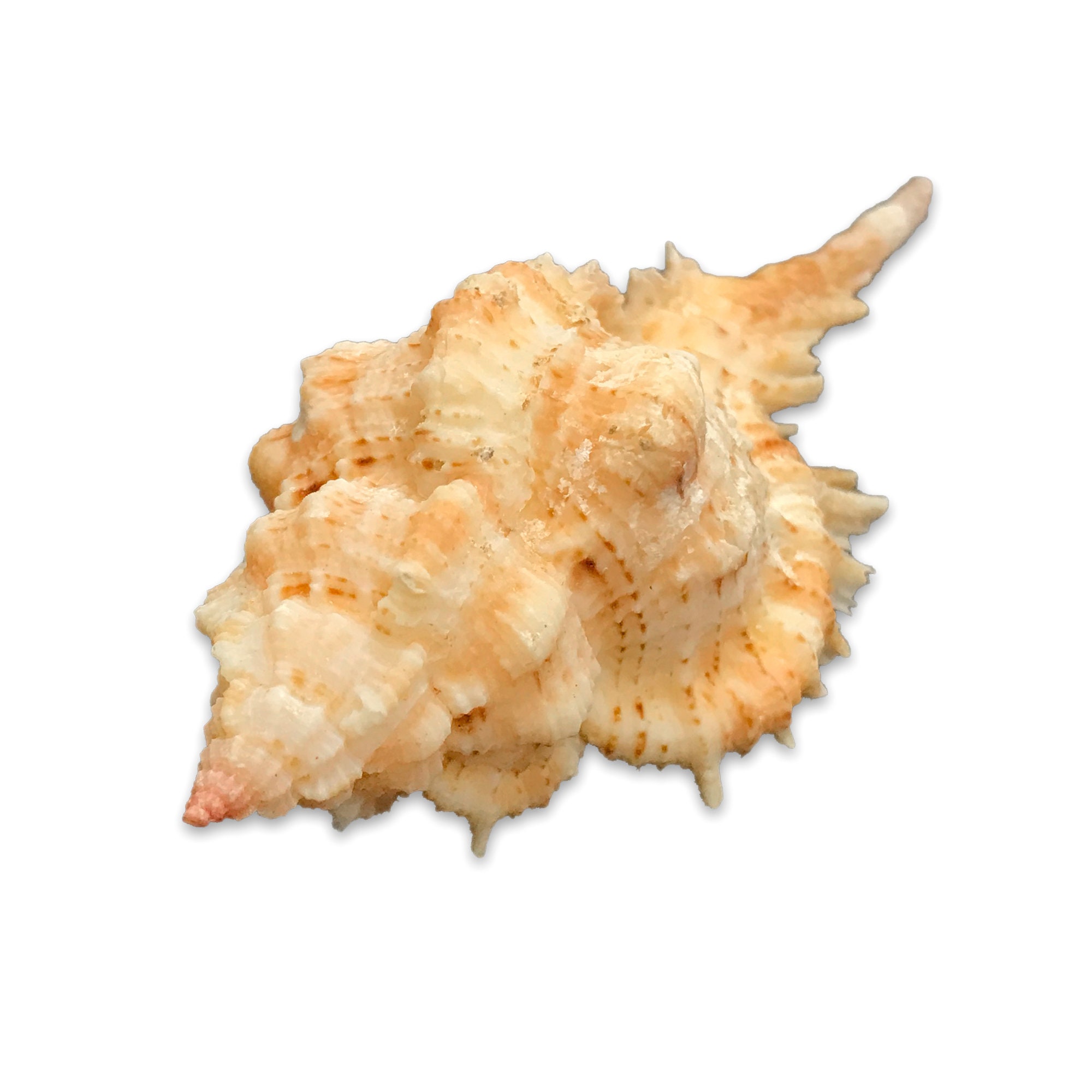 Superb Murex Sea Shell Chicomurex Superbus Natural Display Specimen ...